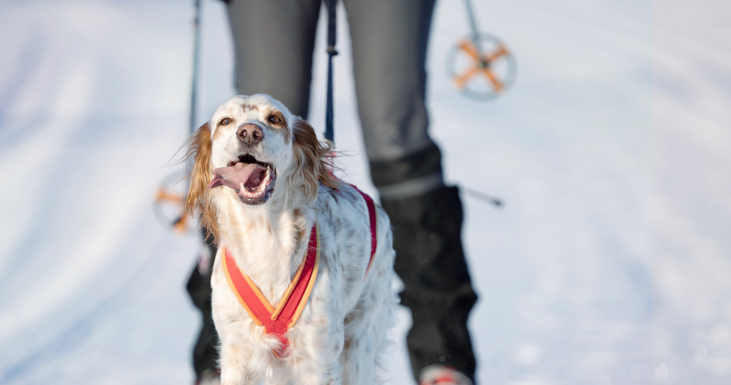 Discover Skijoring: A Winter Wonderland Adventure with Your Dog ...