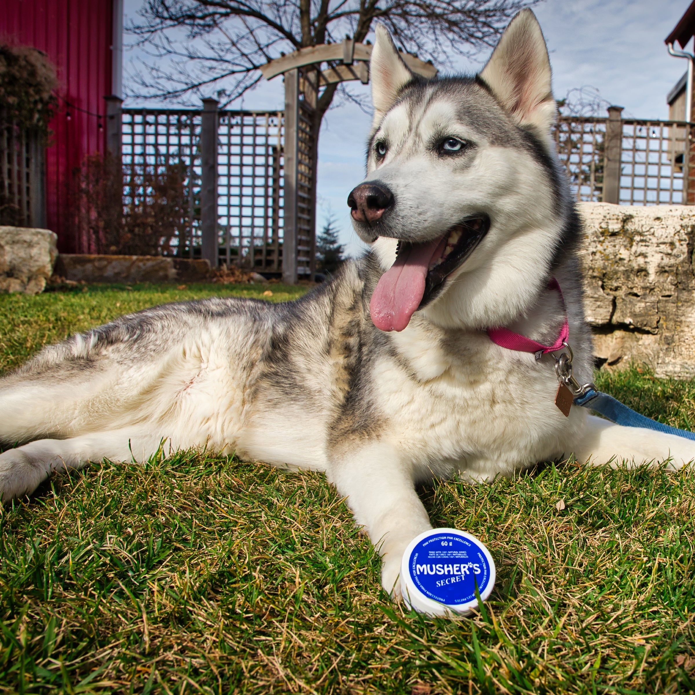 Grooming & Clean-Up – Hiking Dog Co.