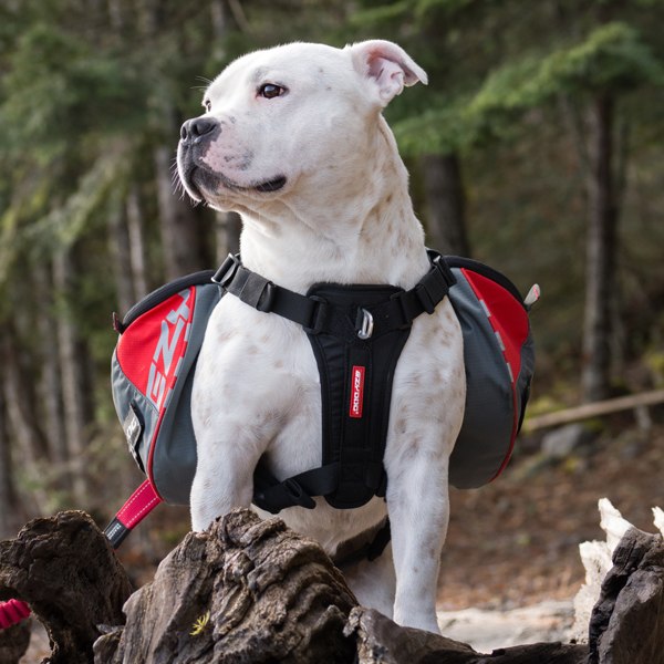 Shop for Rugged Dog Backpack at Hiking Dog Co.
