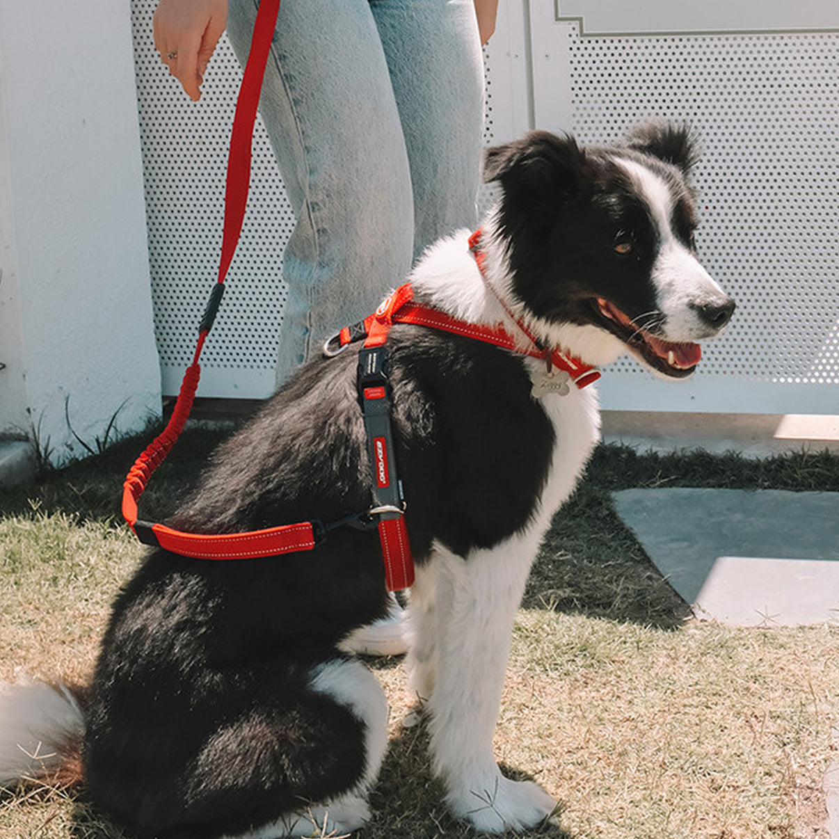 EzyDog Cross Check Training Harness – Hiking Dog Co.