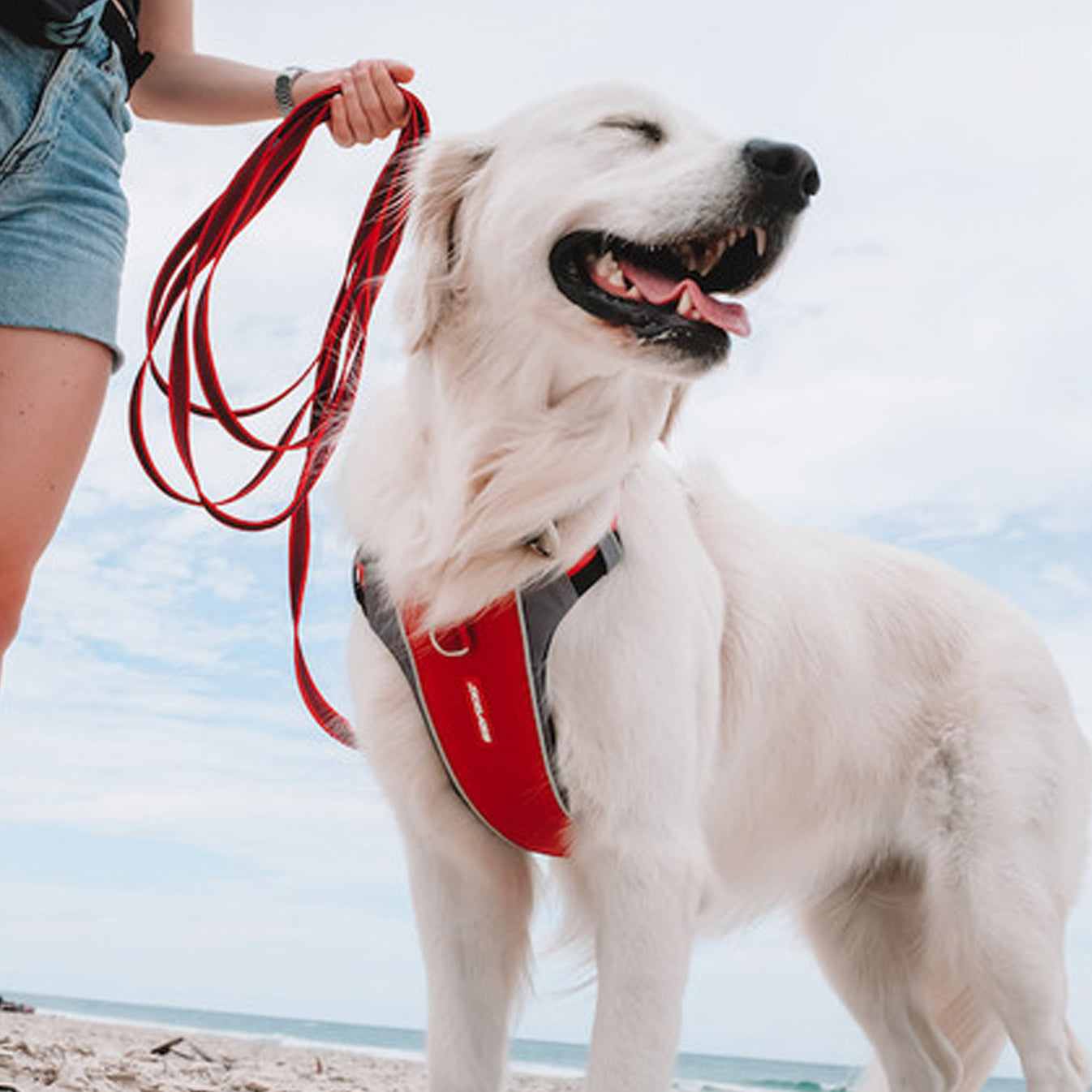 EzyDog X-LINK™ DOG HARNESS – Hiking Dog Co.